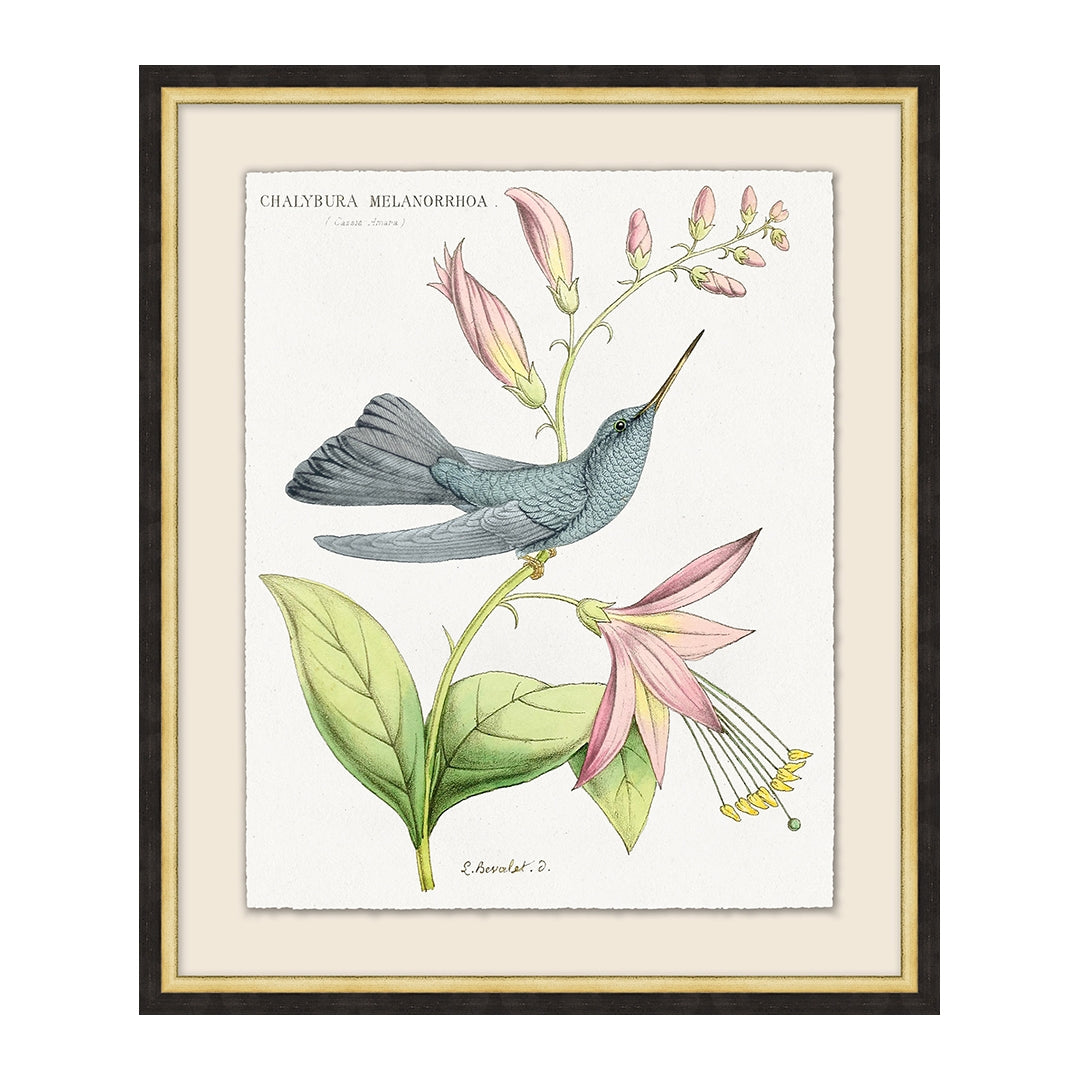 Hummingbird Study 1
