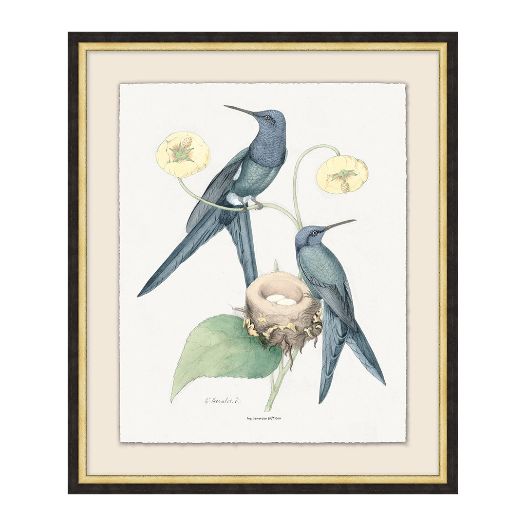 Hummingbird Study 3